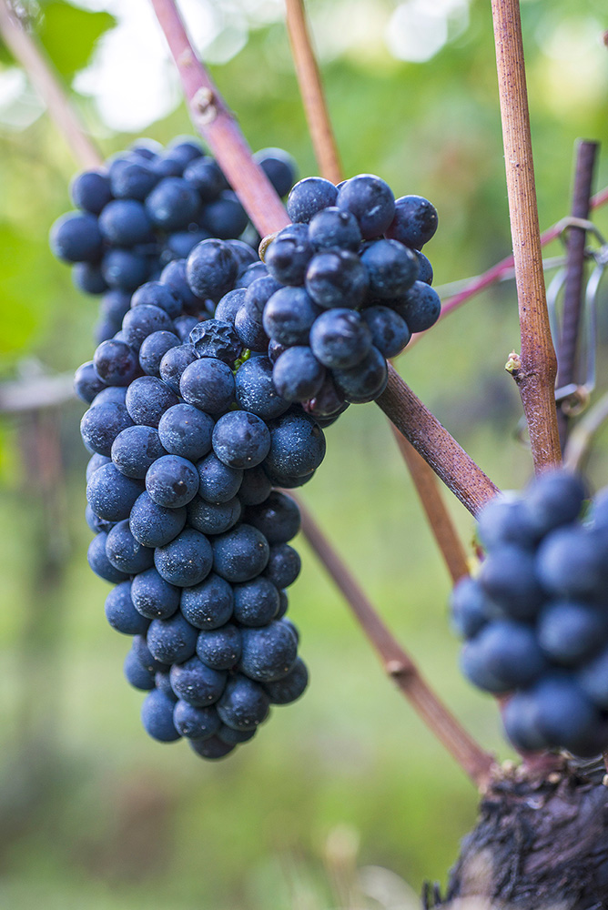Pinot Nero - Maso Poli