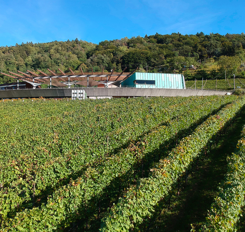 Gewürztraminer - Maso Poli